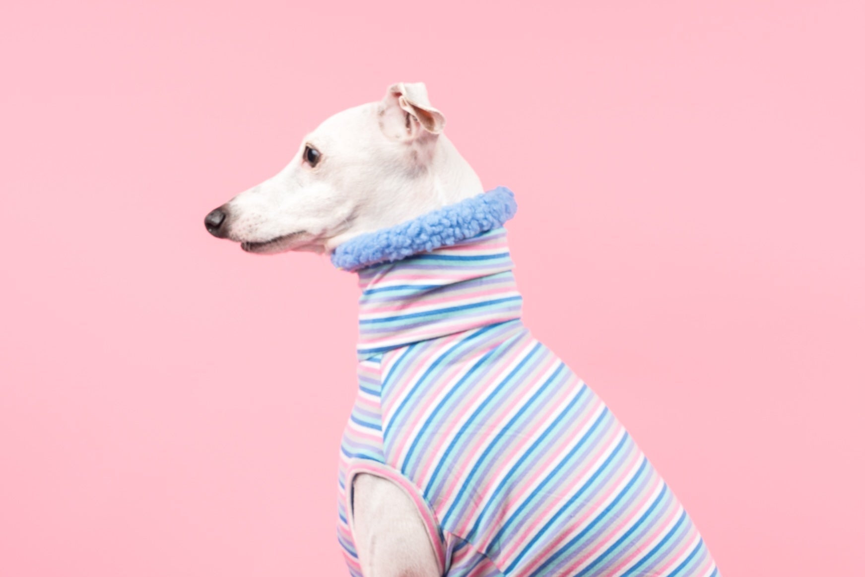 Italian Greyhound Jumpers, Sweaters & Coats | Snootly