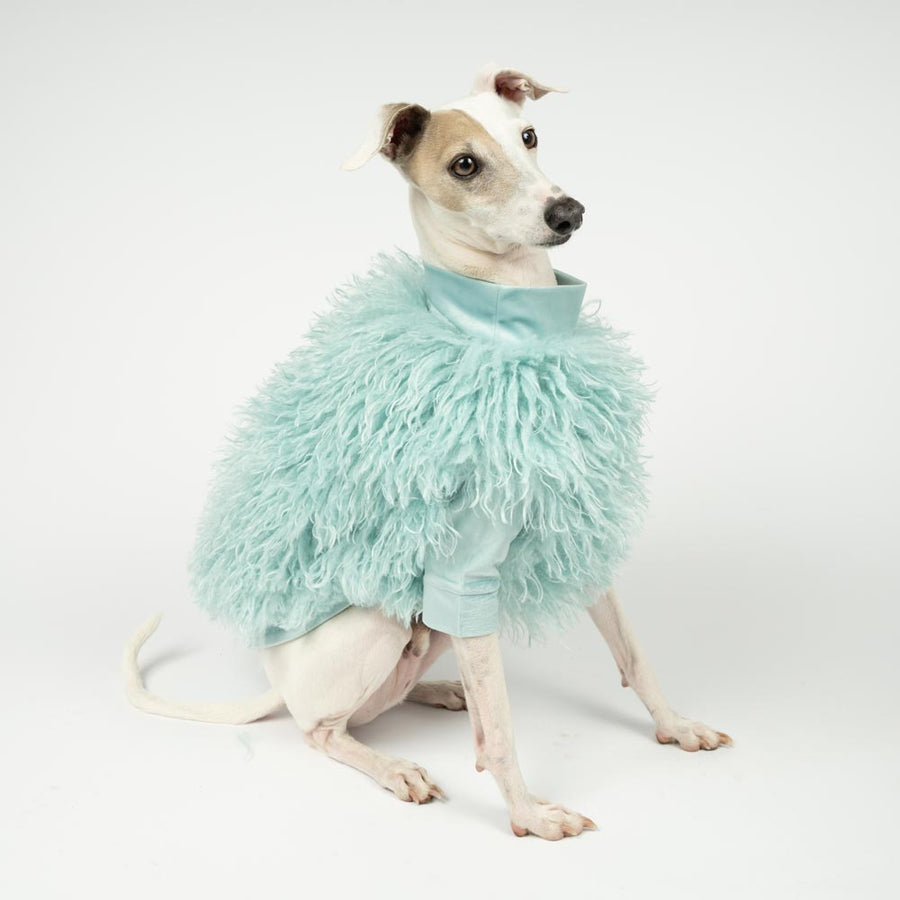 Italian Greyhound Sweaters – Snootly